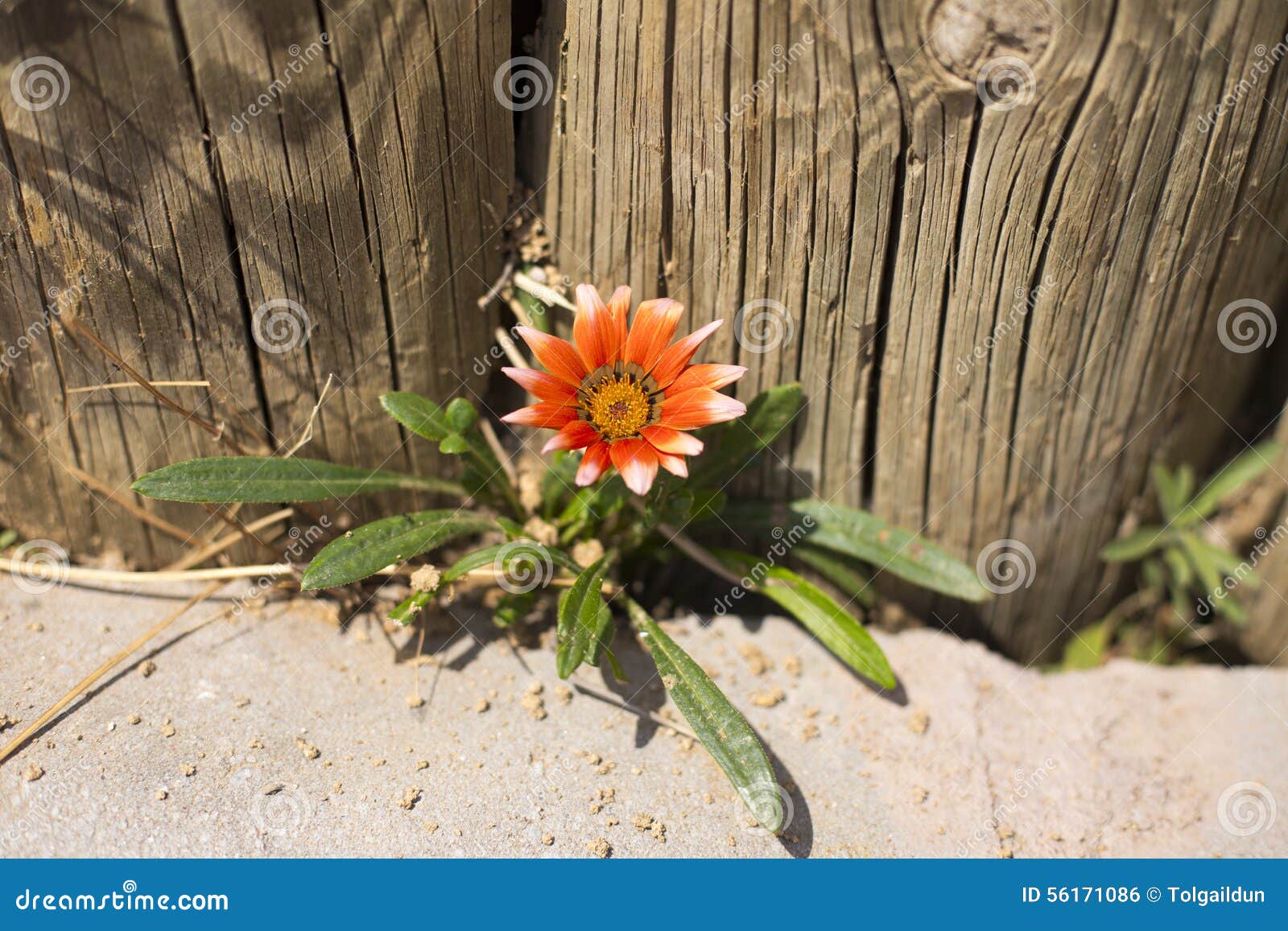 Flush of Orange Colored Flowers Closeup Stock Photo - Image of plant ...