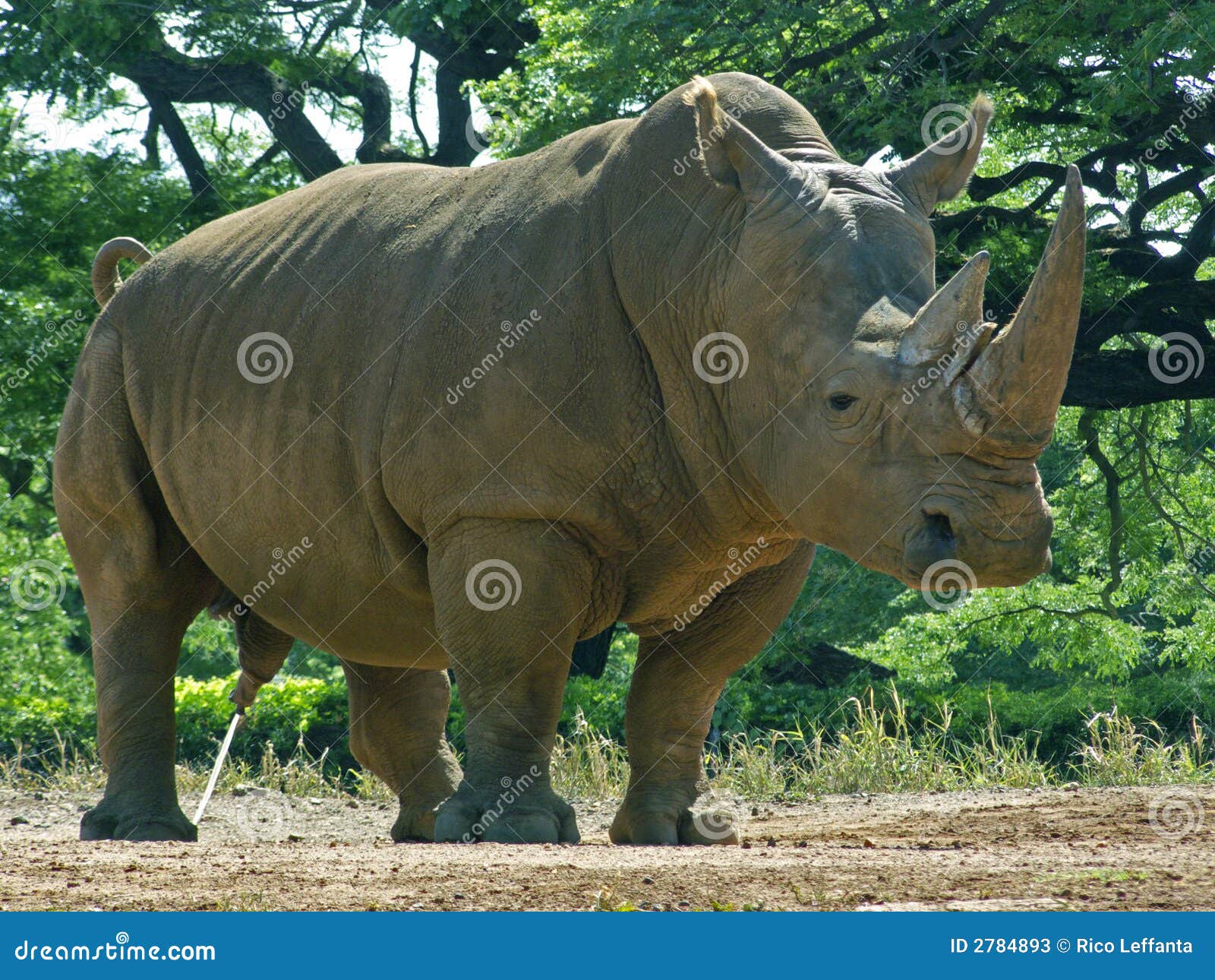 Flushing stock image. Image of white, rhinocerous, urinate - 2784893