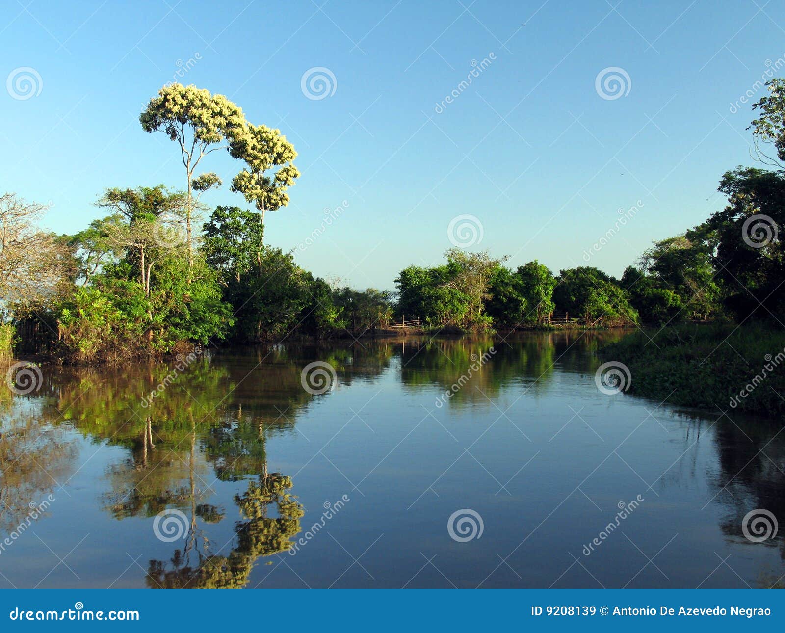 Fluss in Amazonas-Gebiet stockbild. Bild von grün, leise - 9208139
