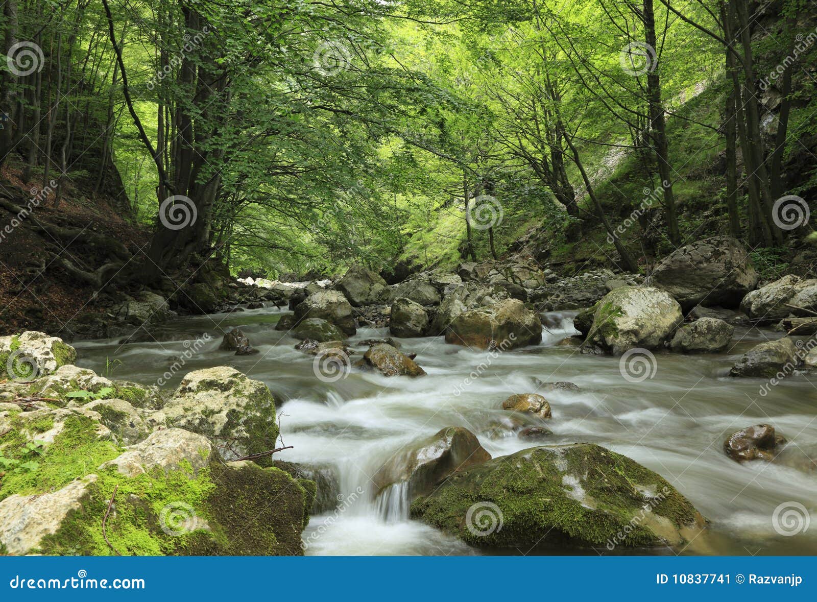 Fluss im Wald stockbild. Bild von felsen, wald, nave - 10837741