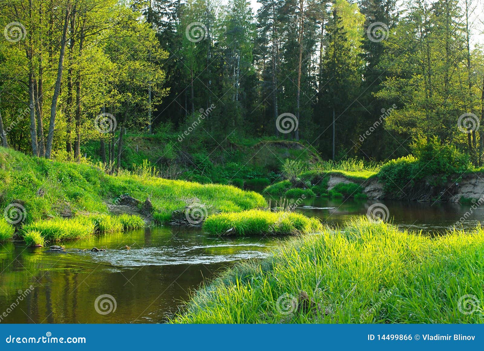 Fluss im Wald stockfoto. Bild von baumstümpfe, himmel - 14499866