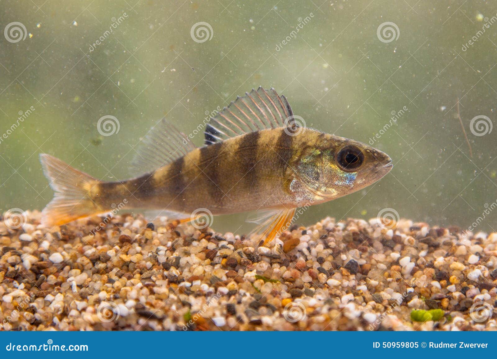 Flussbarsch stockbild. Bild von biologie, nahaufnahme - 50959805