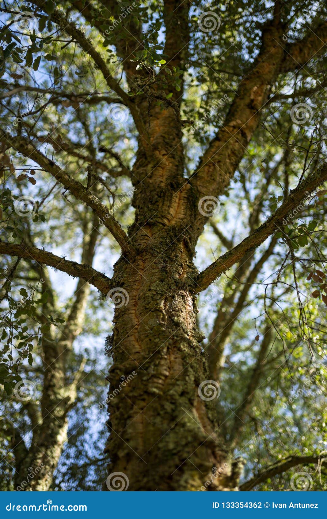 Flussinseleichen-Barke Eichelbaum an Einem Sonnigen Tag Stockfoto ...