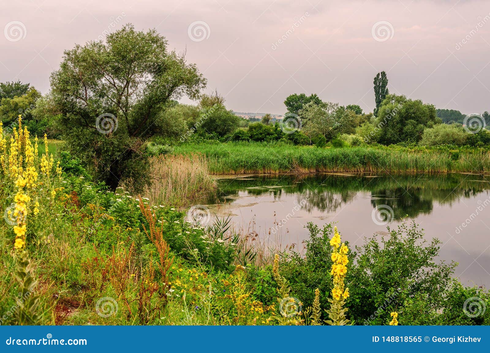 Flusslandschaft mit Baum stockbild. Bild von dämmerung - 148818565