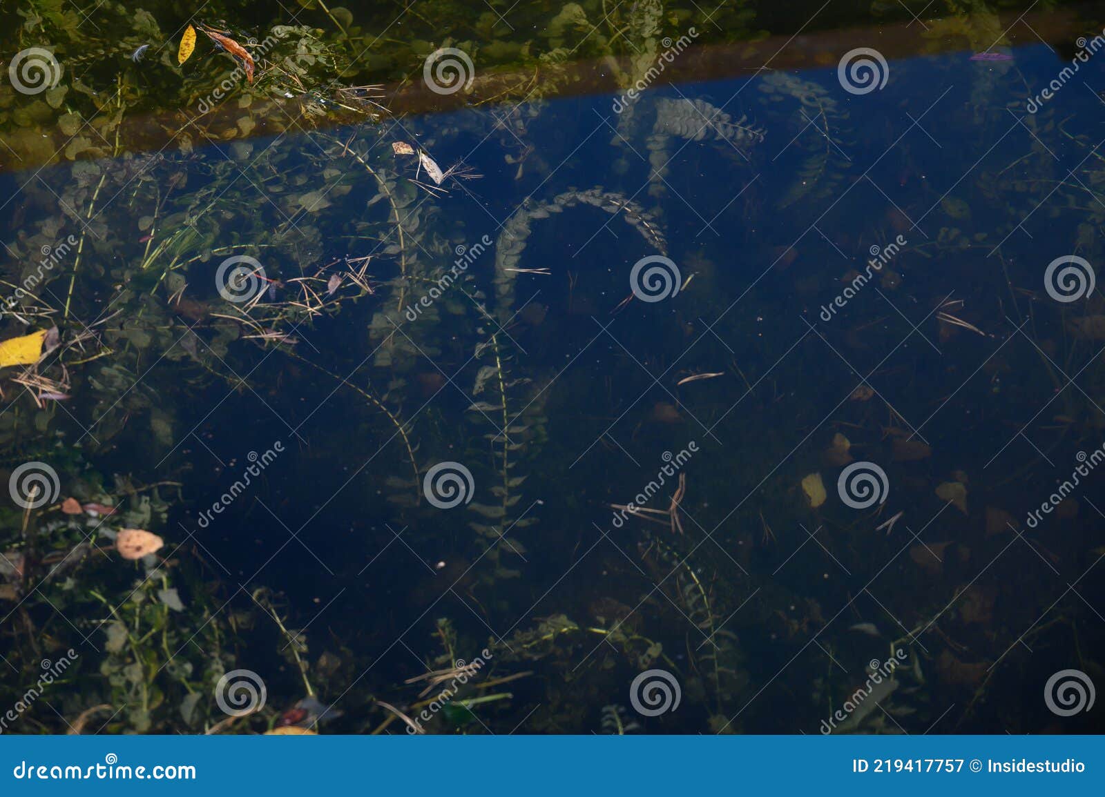 Flusswasser in Schlamm Und Algen. Struktur. Stockbild - Bild von ...