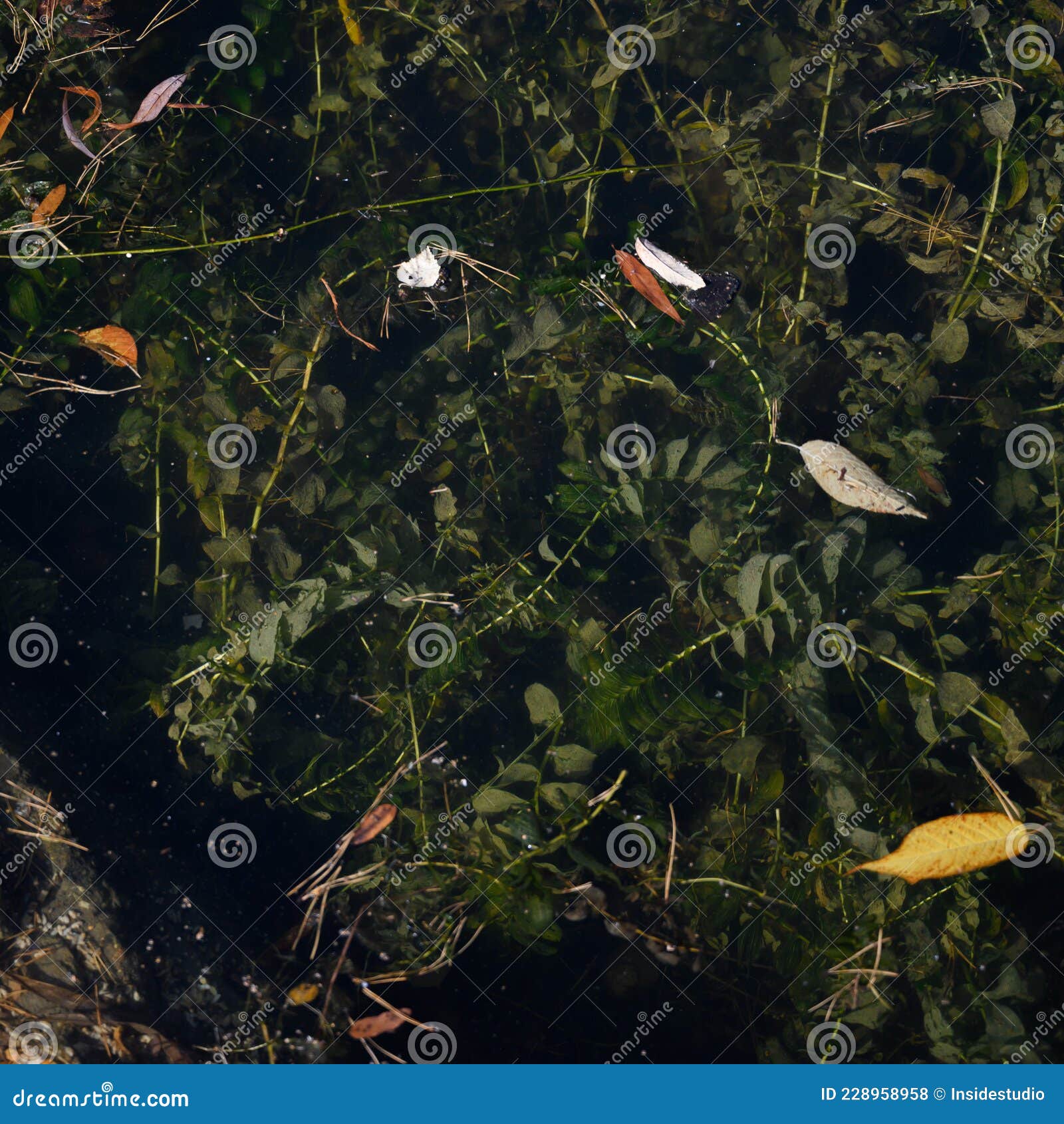 Flusswasser in Schlamm Und Algen. Struktur. Stockfoto - Bild von algen ...