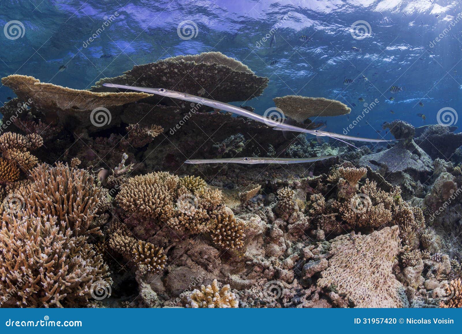Flute Fish Over Hard Coral Reef Stock Photo - Image of blue, natural ...