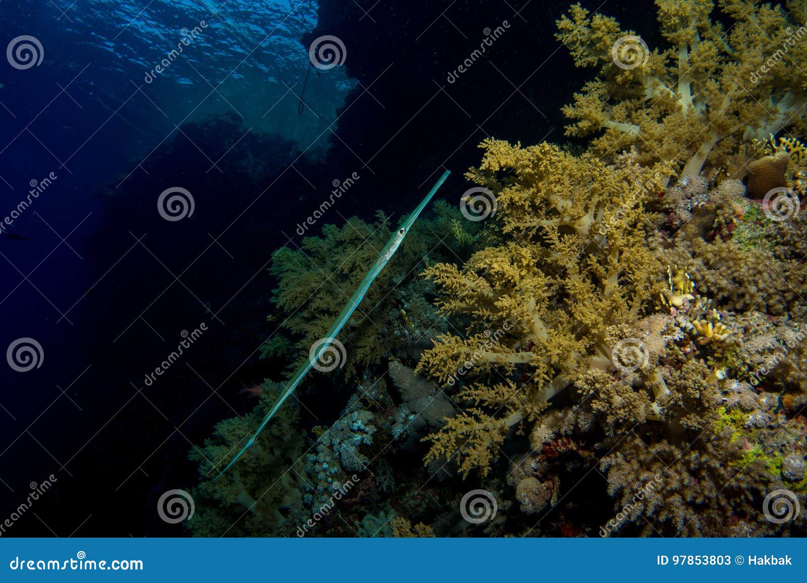 Flute fish in the red sea stock image. Image of deep - 97853803