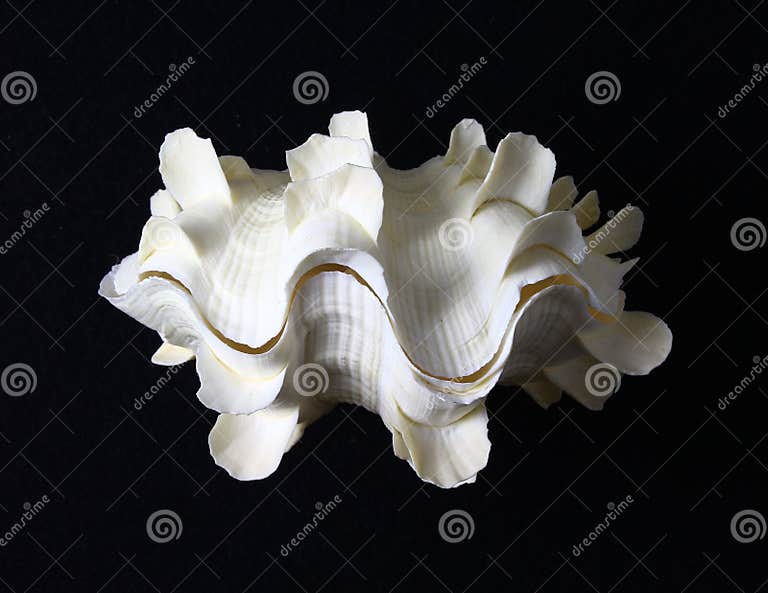 Fluted front view stock photo. Image of seashell, fluted - 63755938