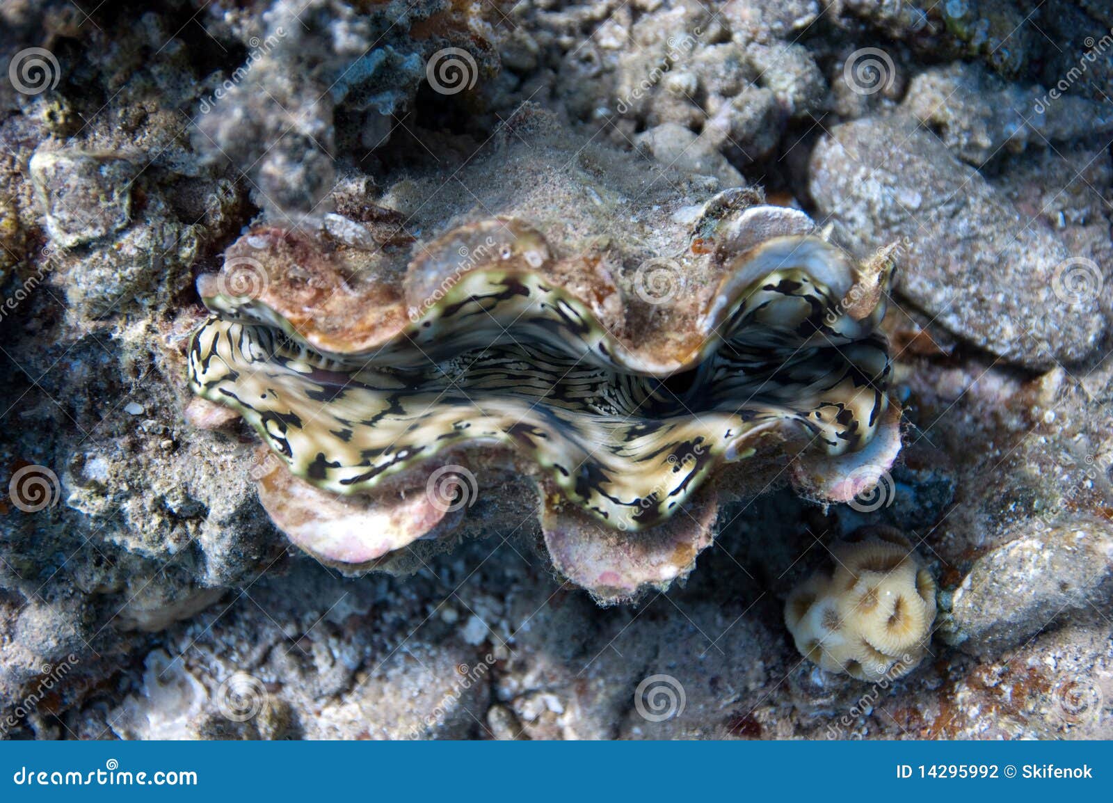 Fluted giant stock photo. Image of tropic, biology, nature - 14295992