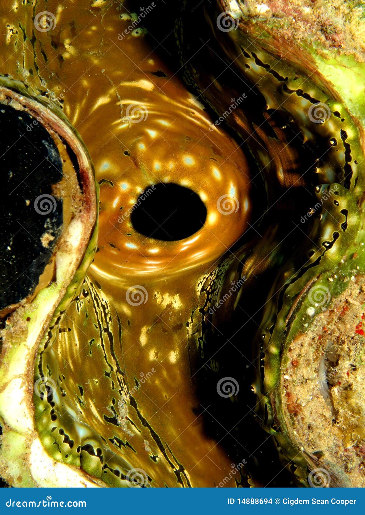 160 Green Fluted Texture Photos - Free & Royalty-Free Stock Photos from ...