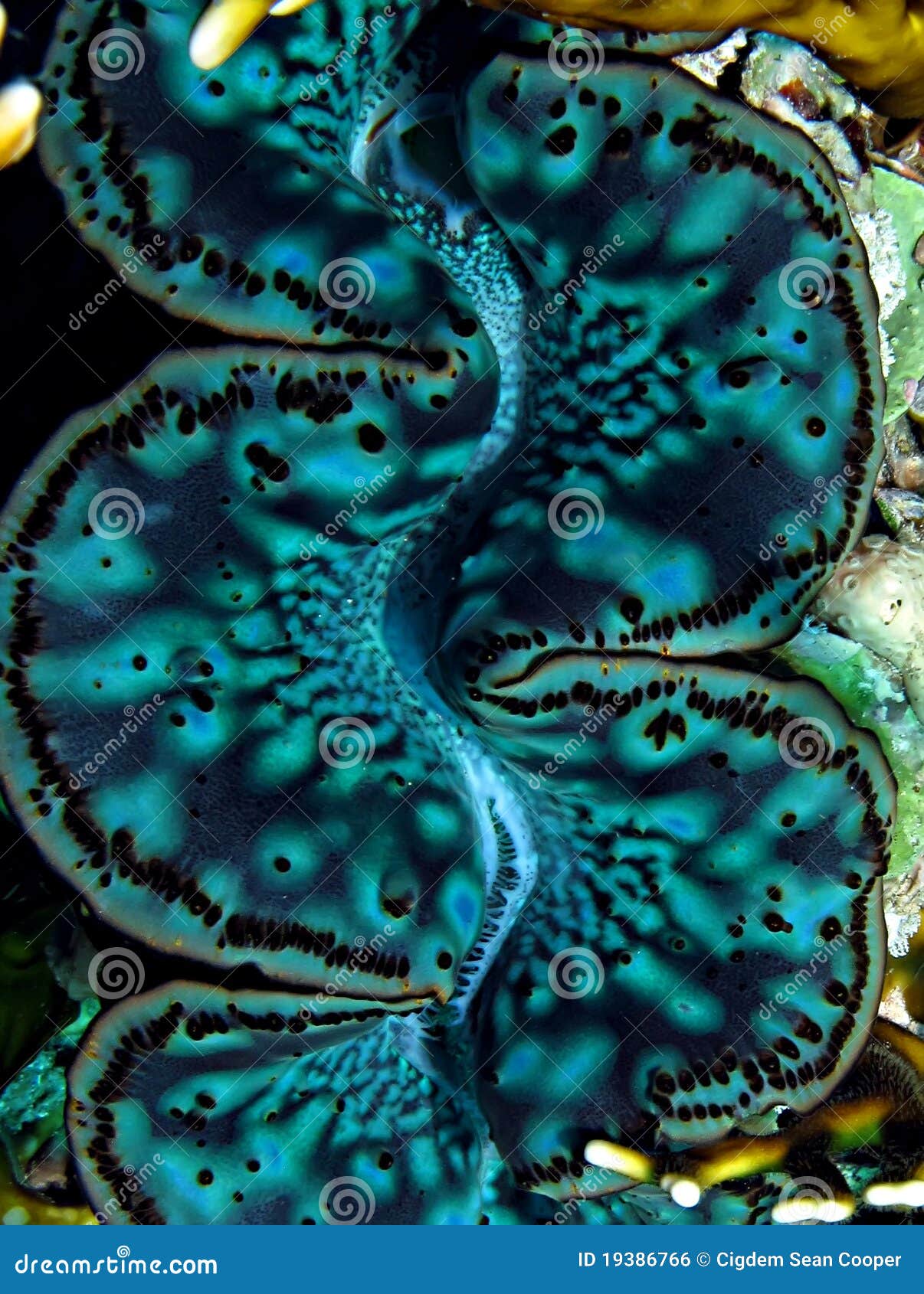 Tridacnidae Stock Photos - Free & Royalty-Free Stock Photos from Dreamstime