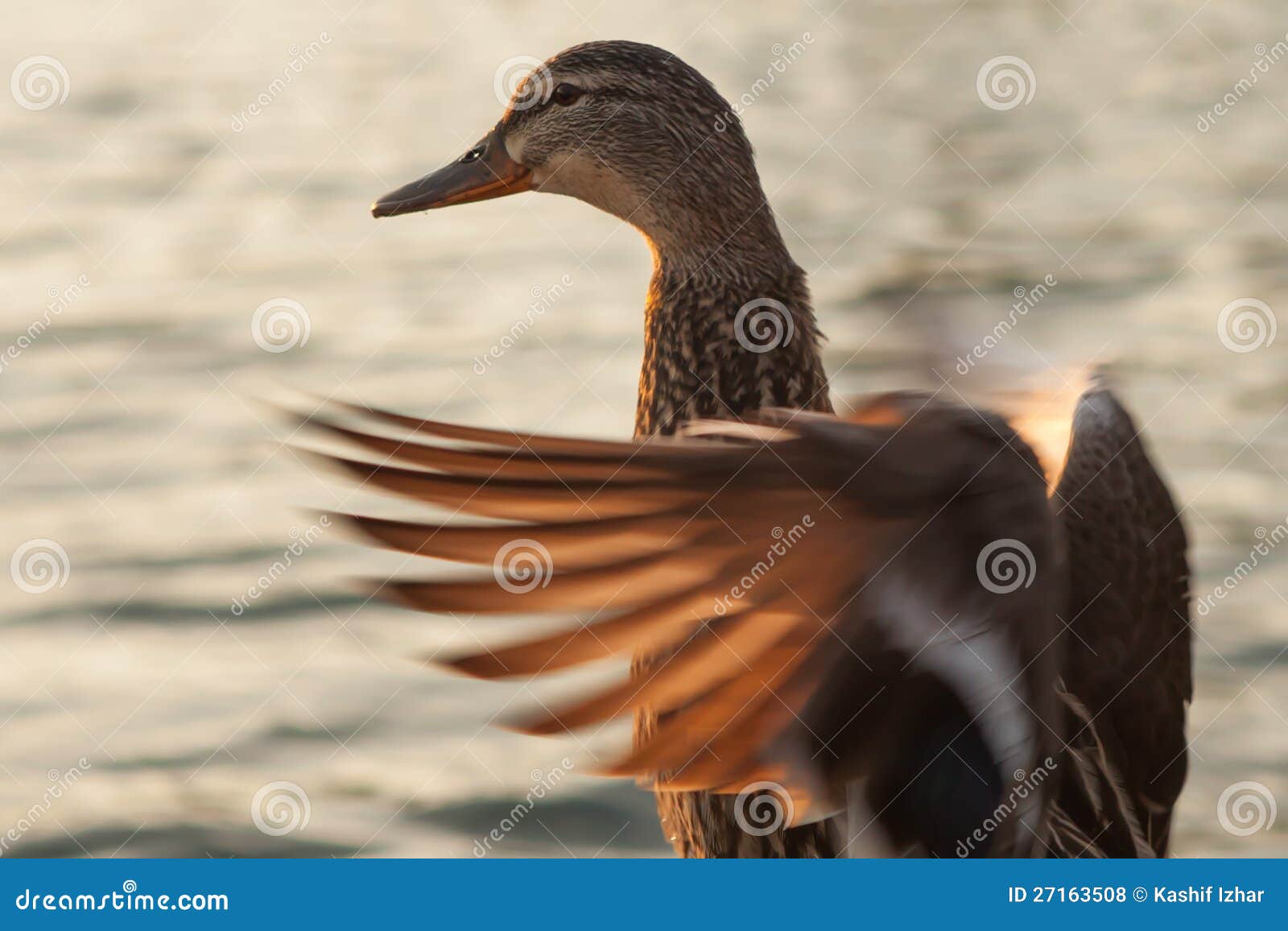 Flutter stock photo. Image of move, feather, light, fluttering - 27163508