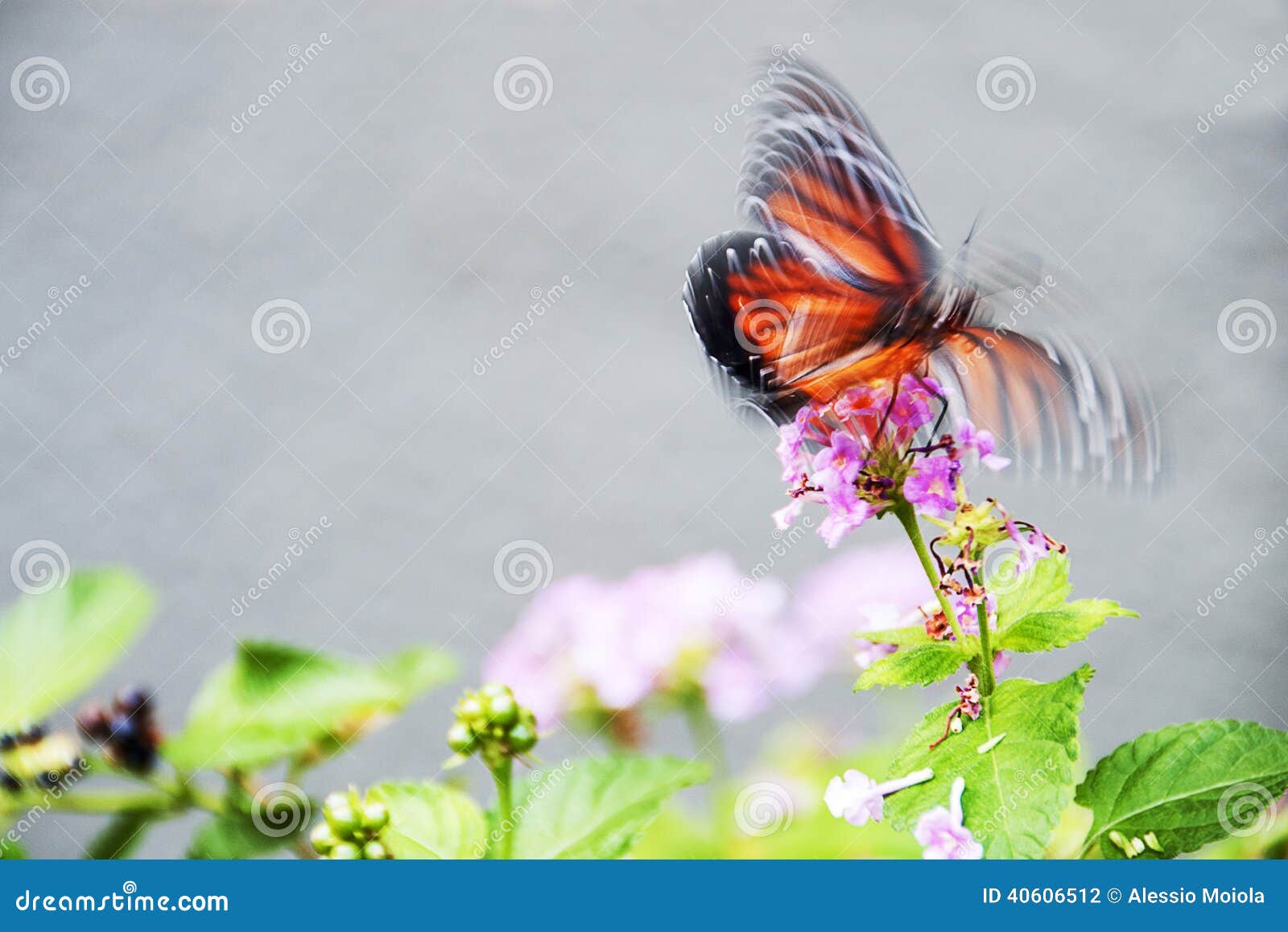 Flutter of butterfly stock photo. Image of colors, beauty - 40606512 Flutter of butterfly stock photo. Image of colors, beauty - 40606512