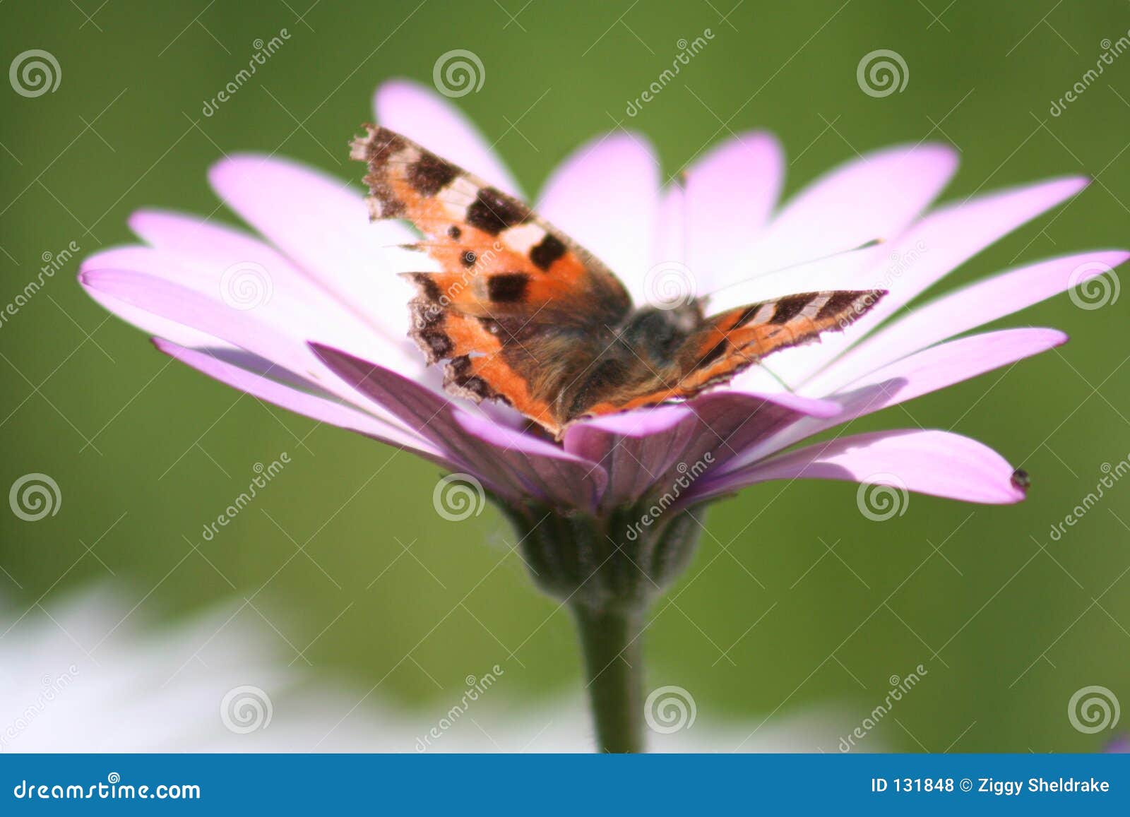 Flutterby stock photo. Image of serenity, resting, osteospermum - 131848