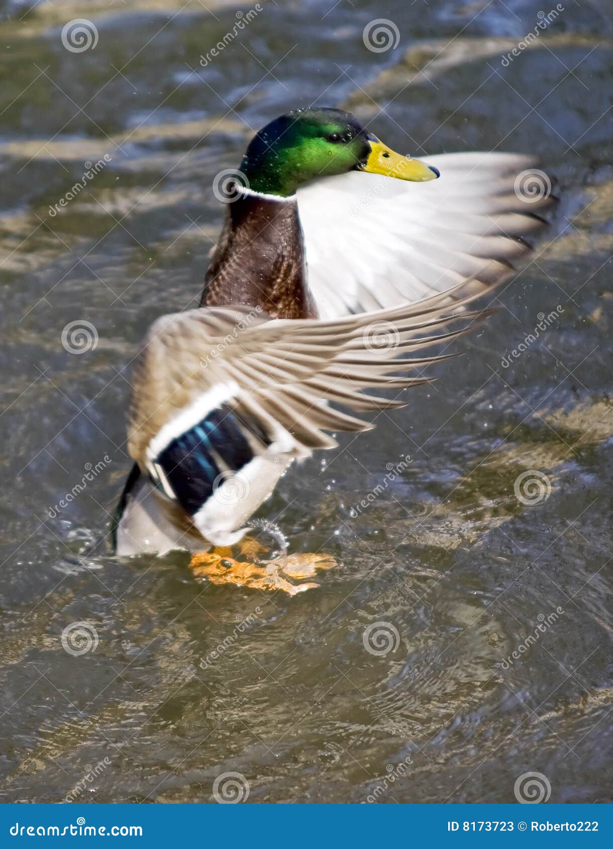 Fluttering duck stock image. Image of duck, nature, feathers - 8173723