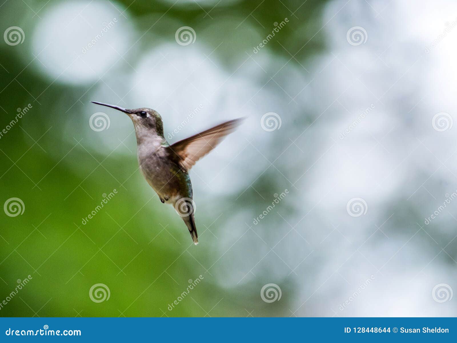 Fluttering Hummingbird Posed in Mid-flight Stock Photo - Image of ...