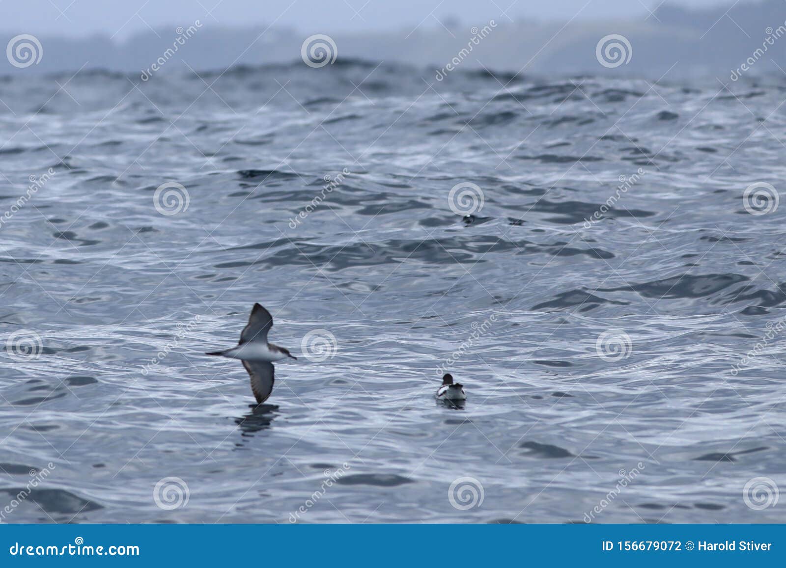 Fluttering Shearwater, Puffinus Gavia, Flying Stock Photo - Image of ...