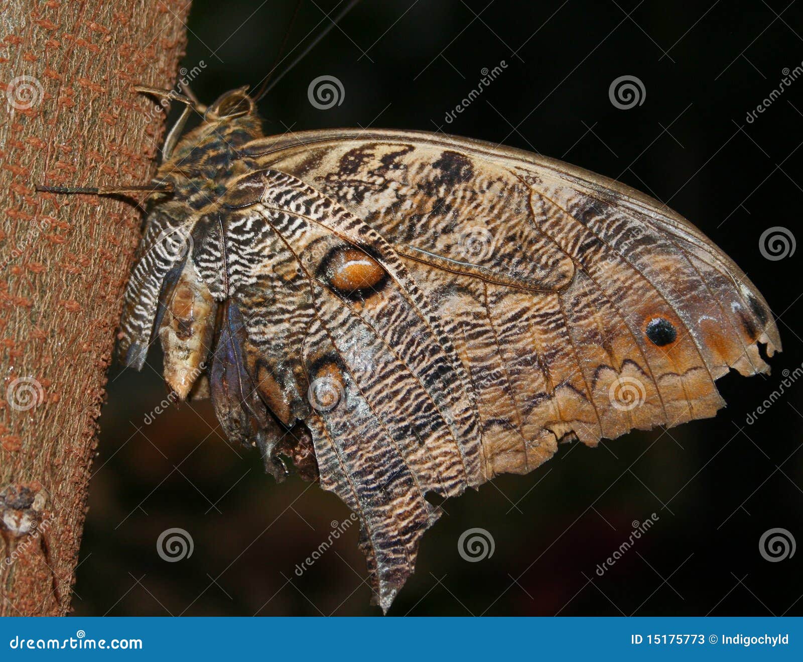 Fluttery by stock image. Image of design, grain, wood - 15175773