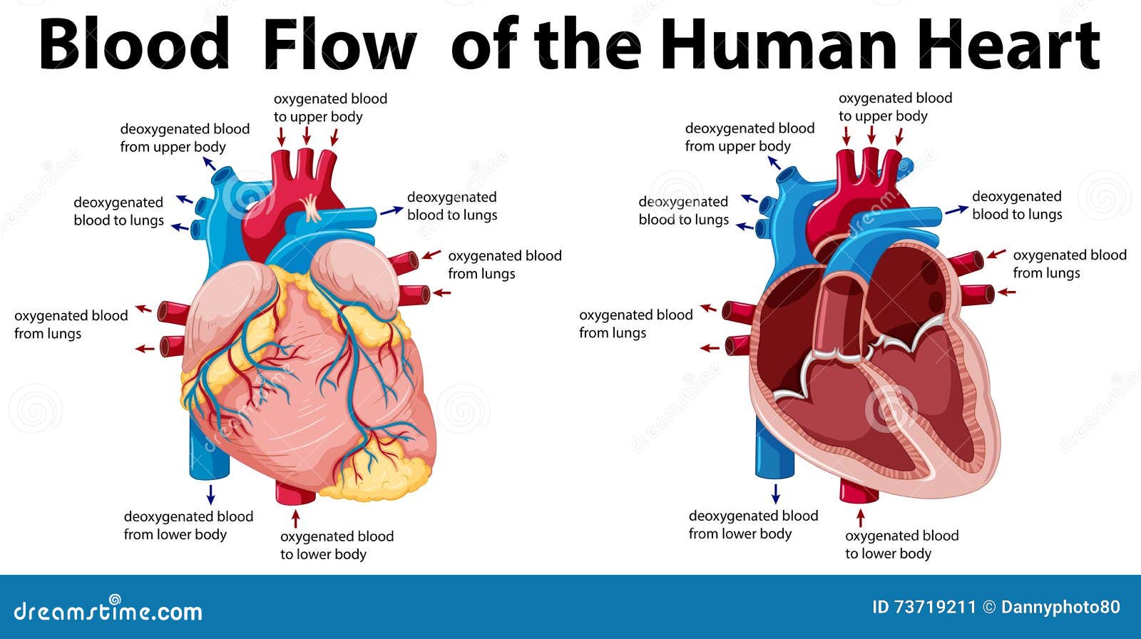 Flux Sanguin Du Coeur Humain Illustration de Vecteur - Illustration du ...