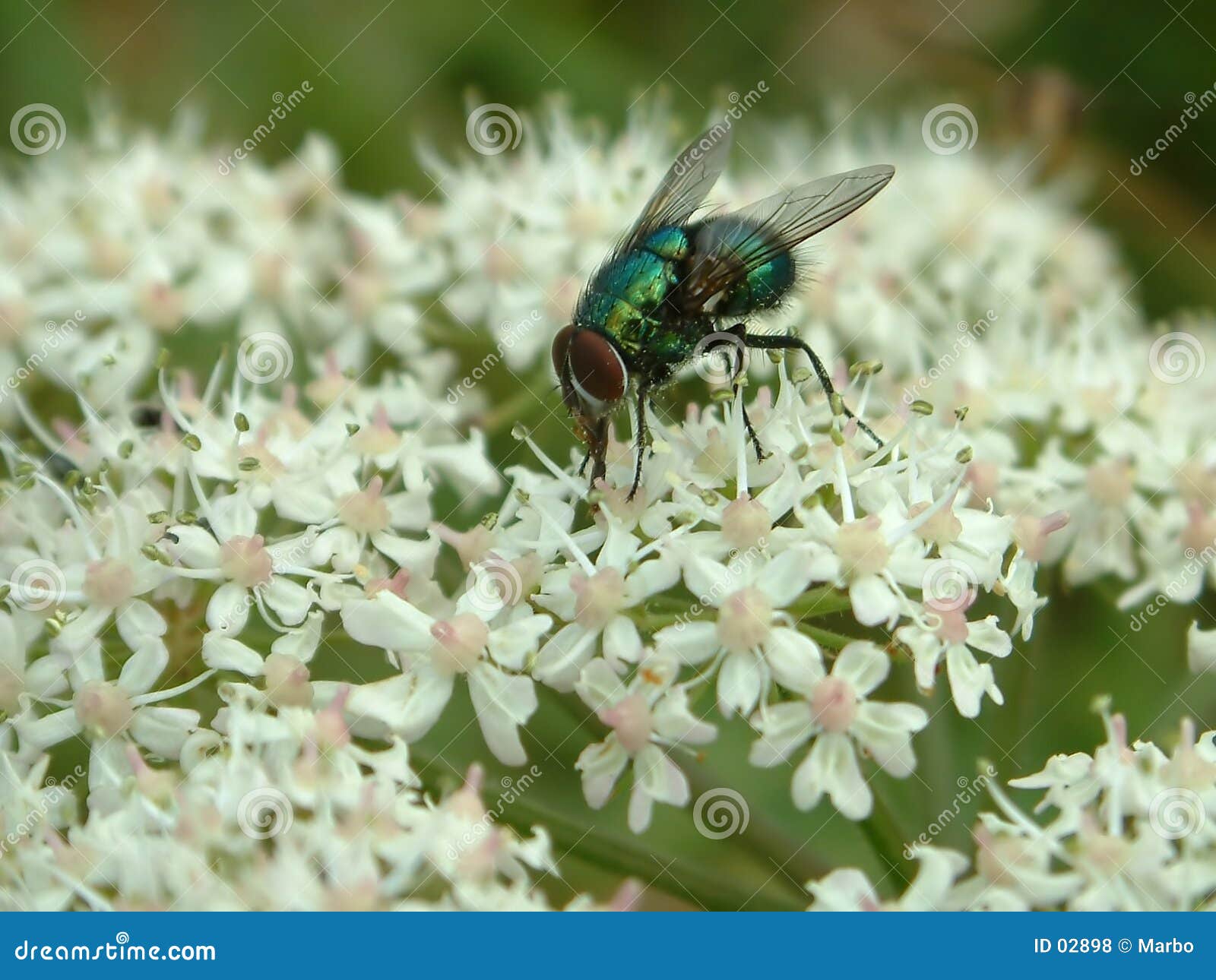 Fly stock photo. Image of buzz, wings, flowers, white, flies - 2898