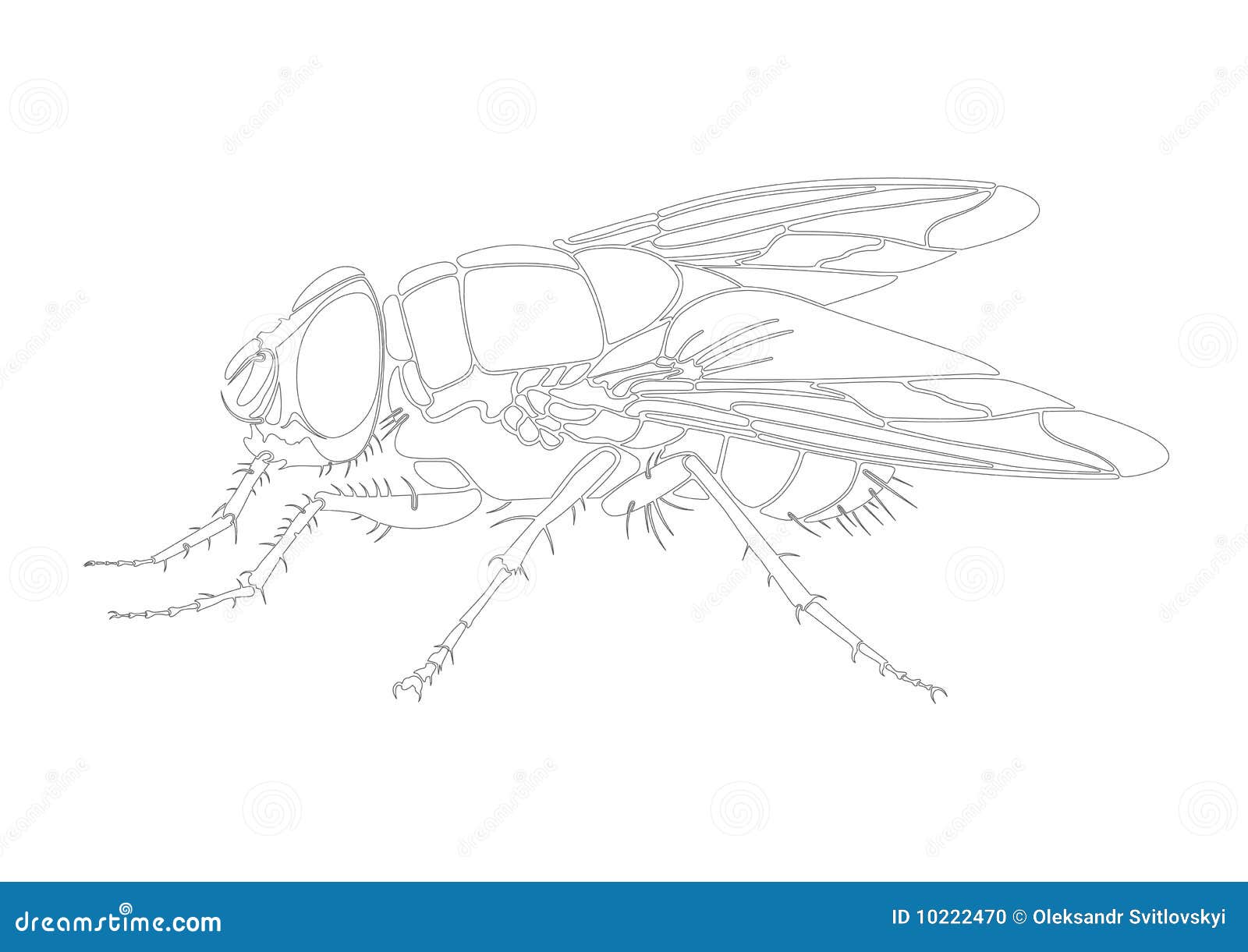 Fly stock vector. Illustration of unique, texture, insects - 10222470
