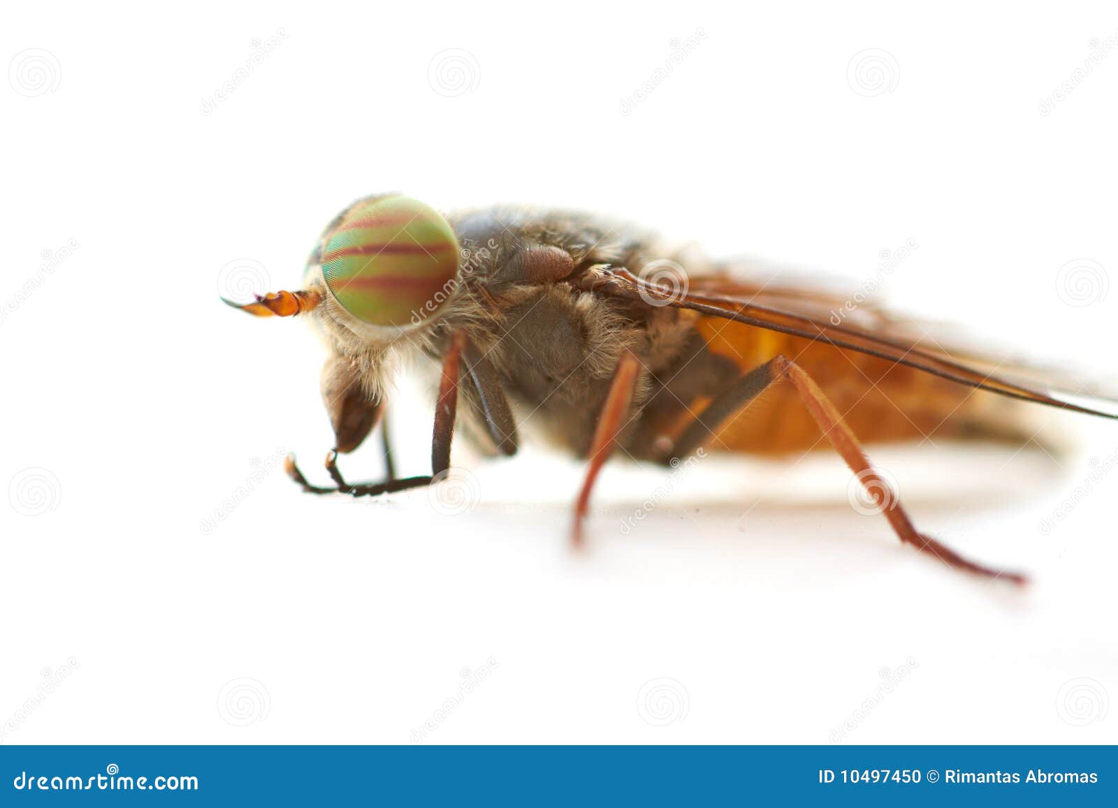 Fly stock photo. Image of nature, macro, dirty, insect - 10497450