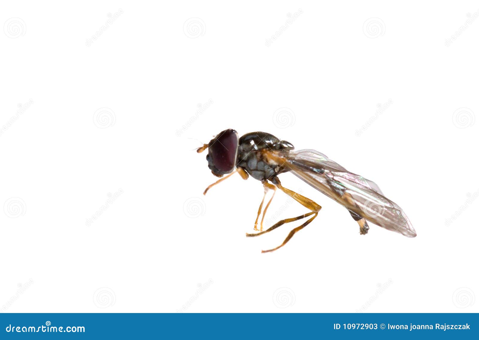 Fly stock image. Image of creepy, animal, diptera, insect - 10972903