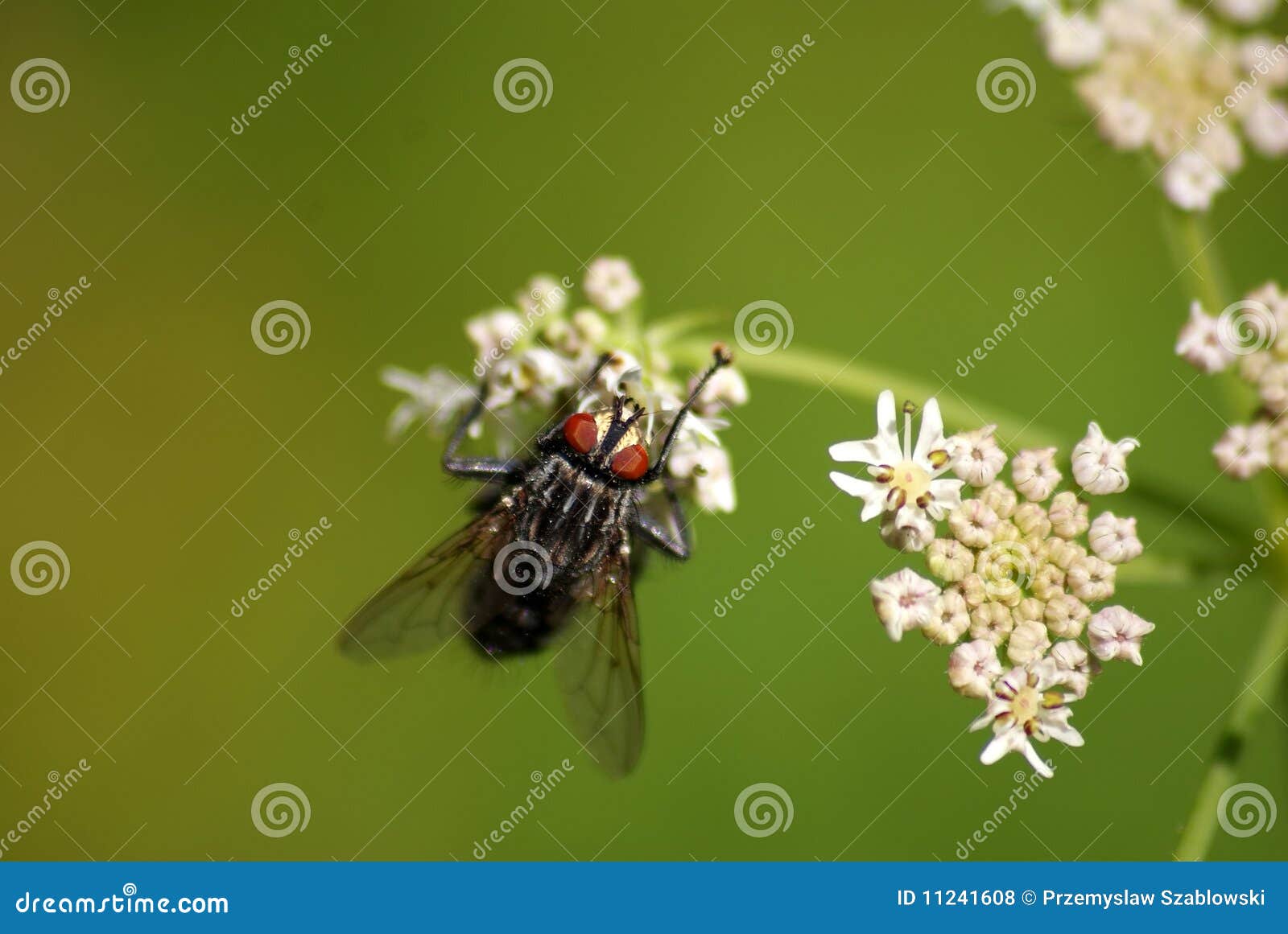 Fly stock photo. Image of bloom, insect, white, insekt - 11241608