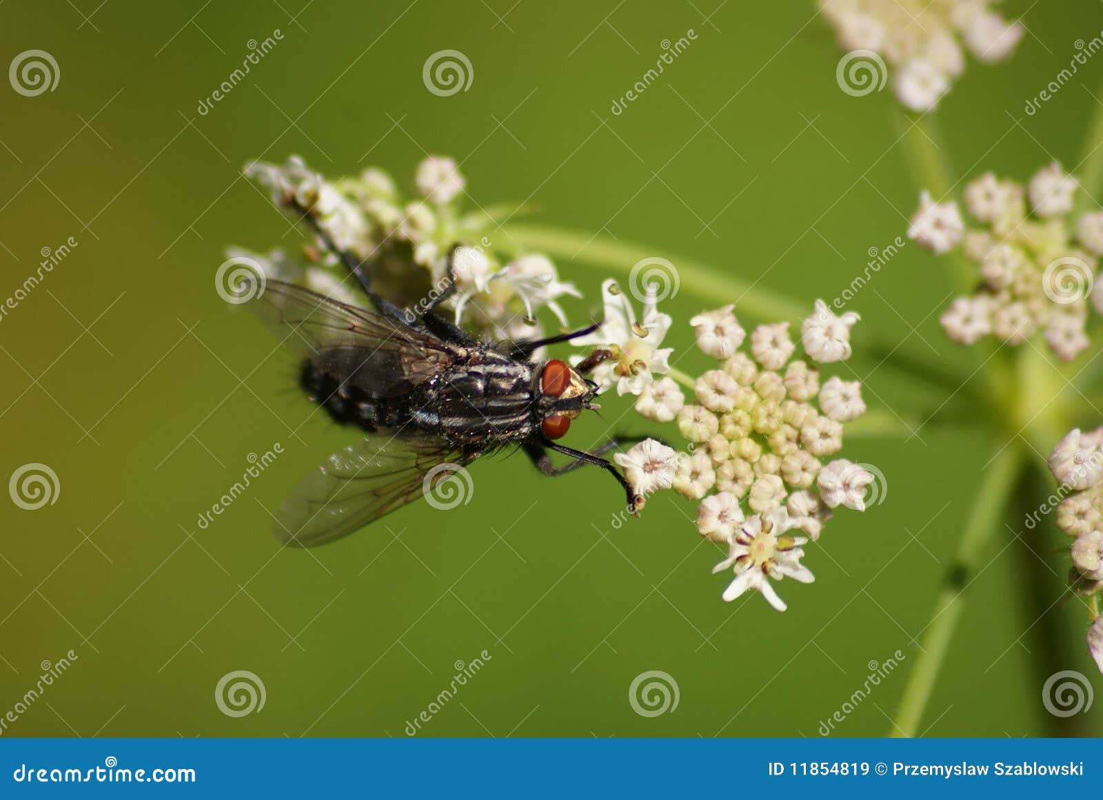 Fly stock image. Image of green, bloom, insekt, eating - 11854819