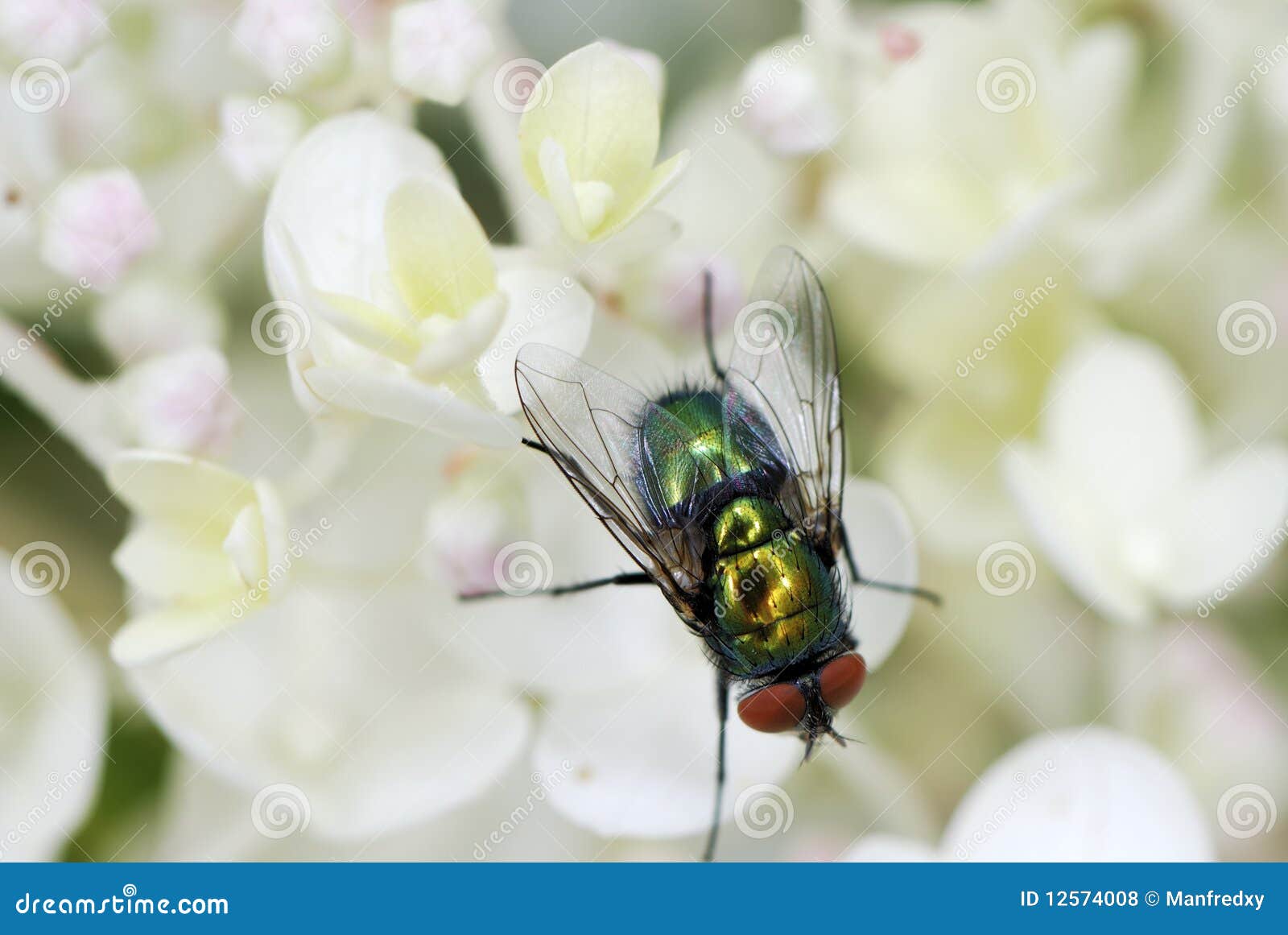 Fly stock photo. Image of flowers, petal, animal, flower - 12574008