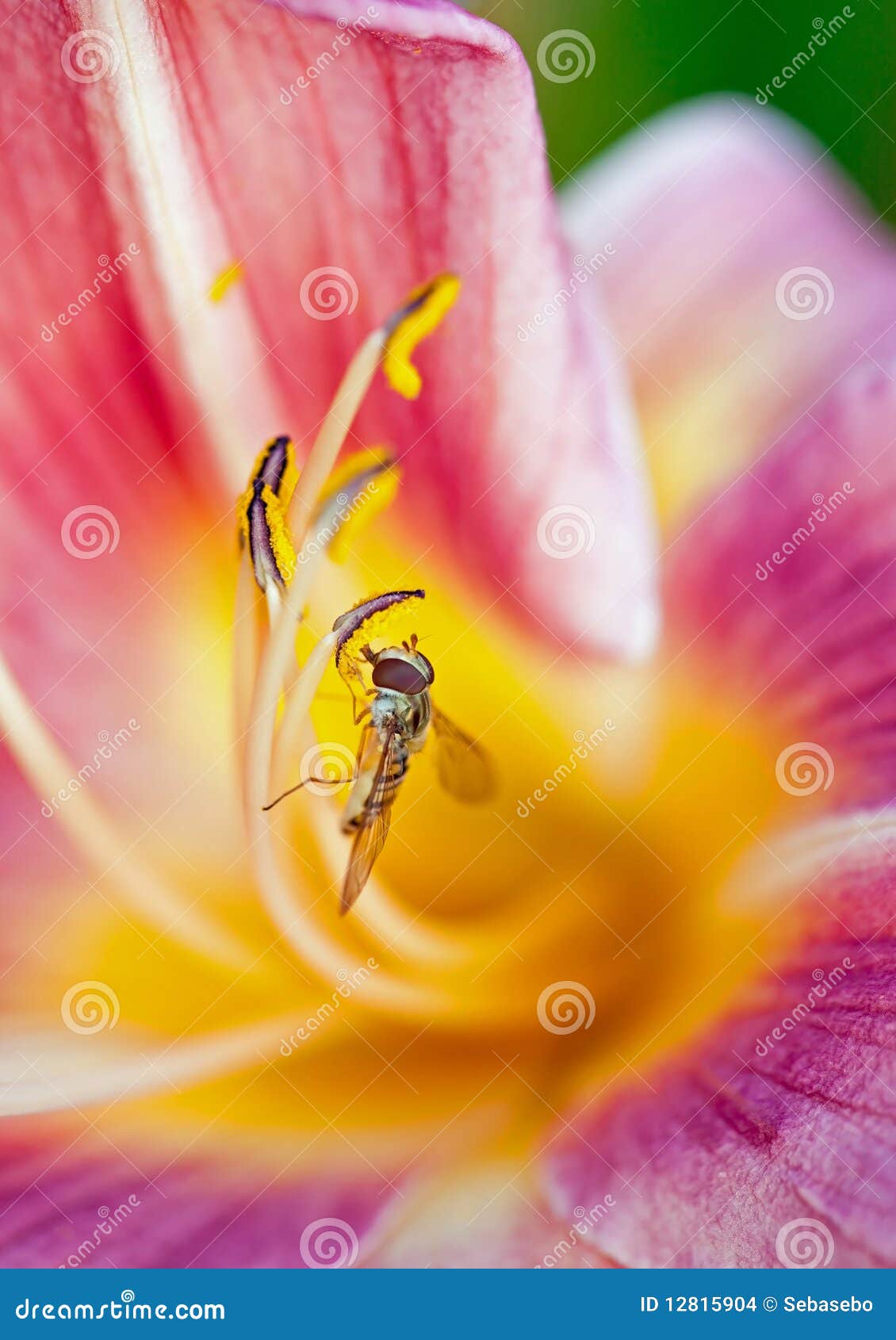 The fly stock photo. Image of insect, macro, summer, lilly - 12815904