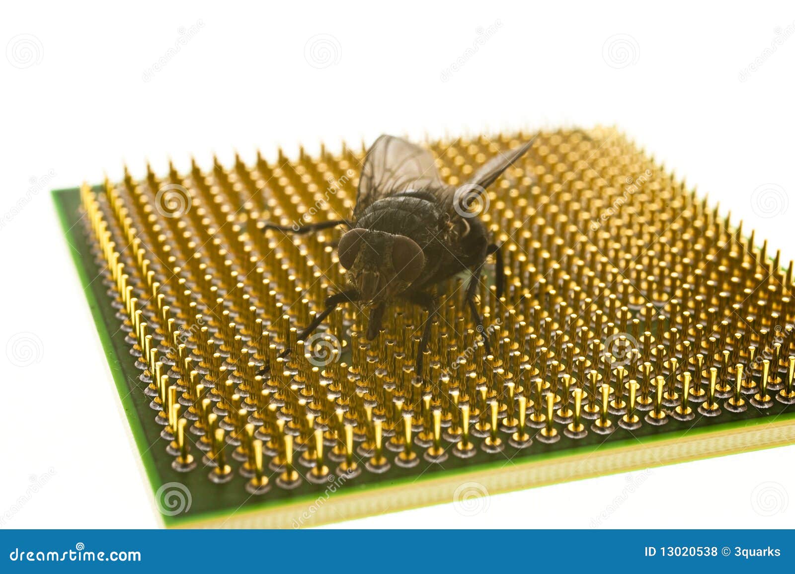 Fly stock photo. Image of electronik, chip, platine, silicon - 13020538