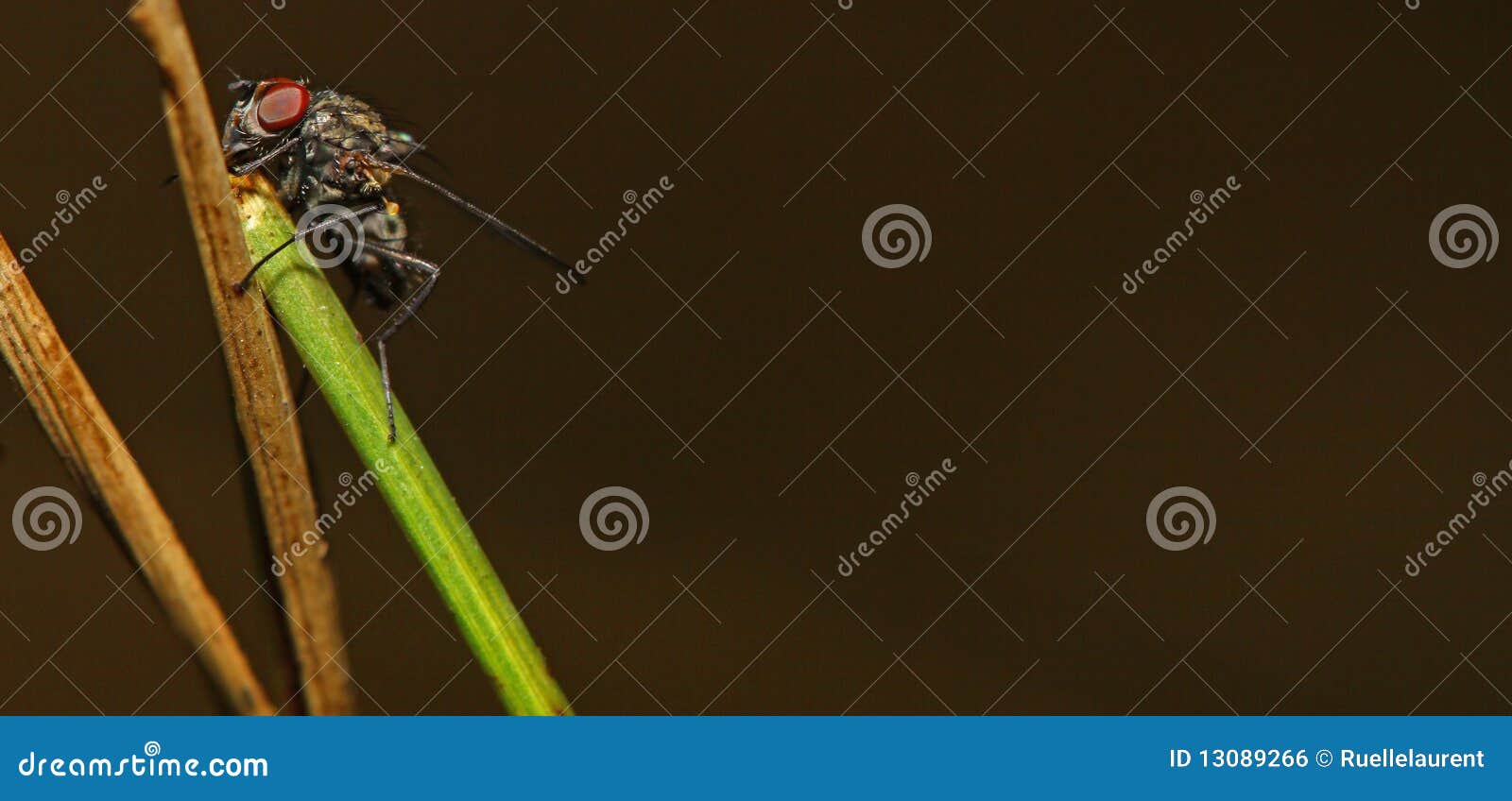 Fly stock photo. Image of detail, tiny, outdoor, wildlife - 13089266