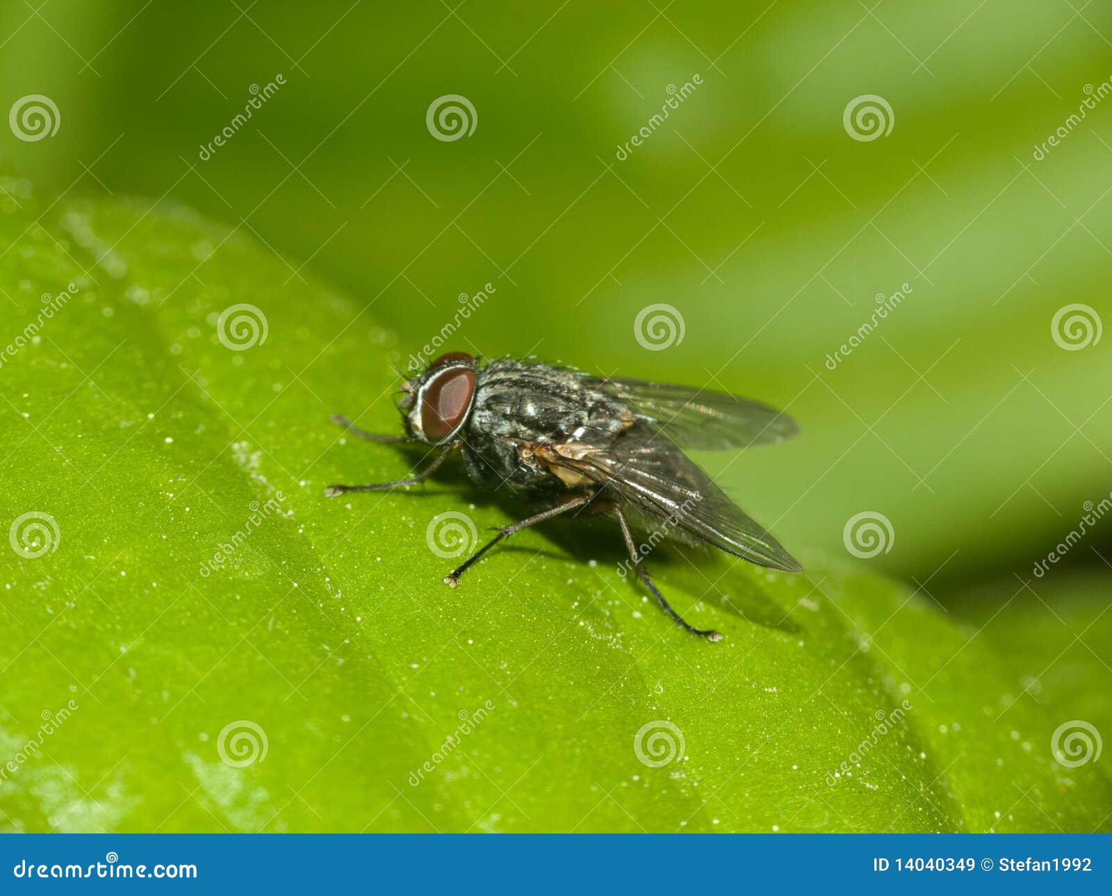 Fly stock image. Image of small, plant, macro, green - 14040349