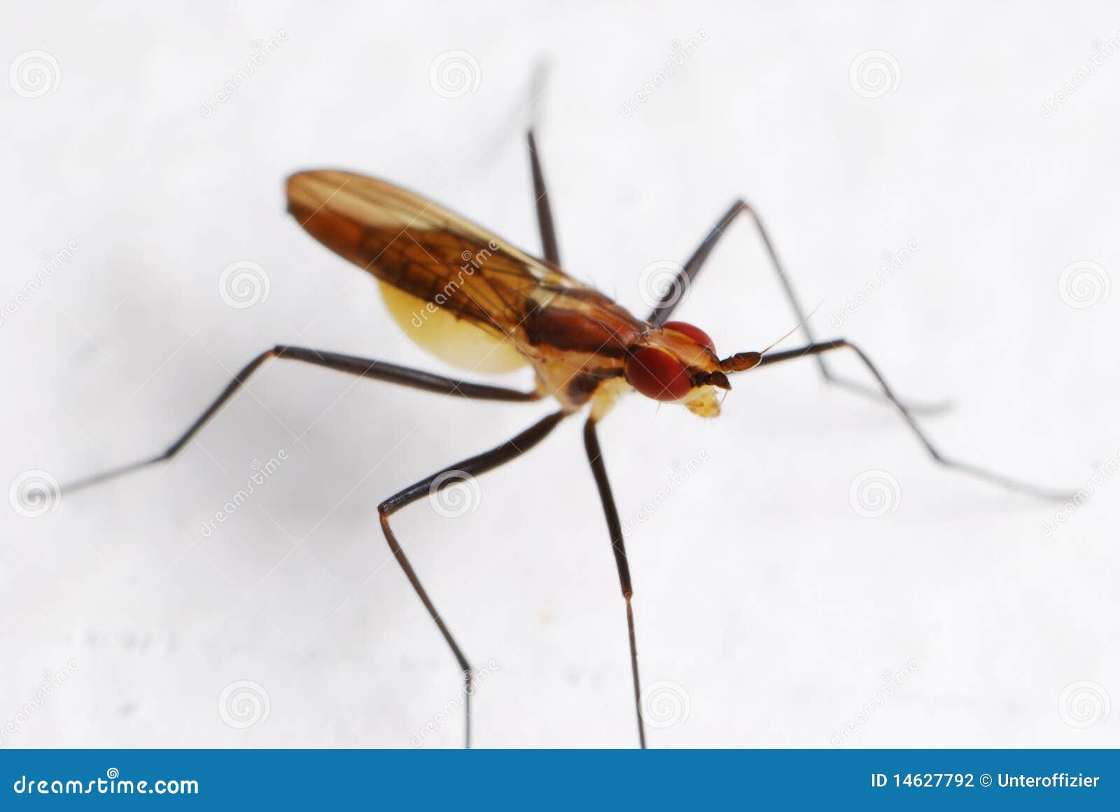 Fly stock photo. Image of macro, germs, decay, closeup - 14627792