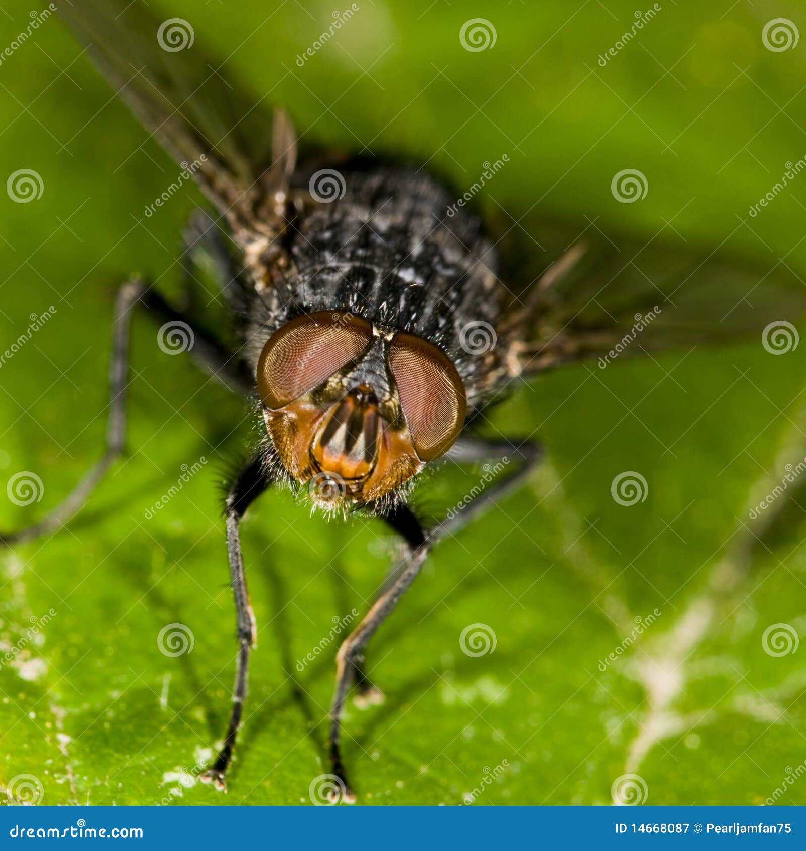 28,765 Fly Legs Stock Photos - Free & Royalty-Free Stock Photos from ...