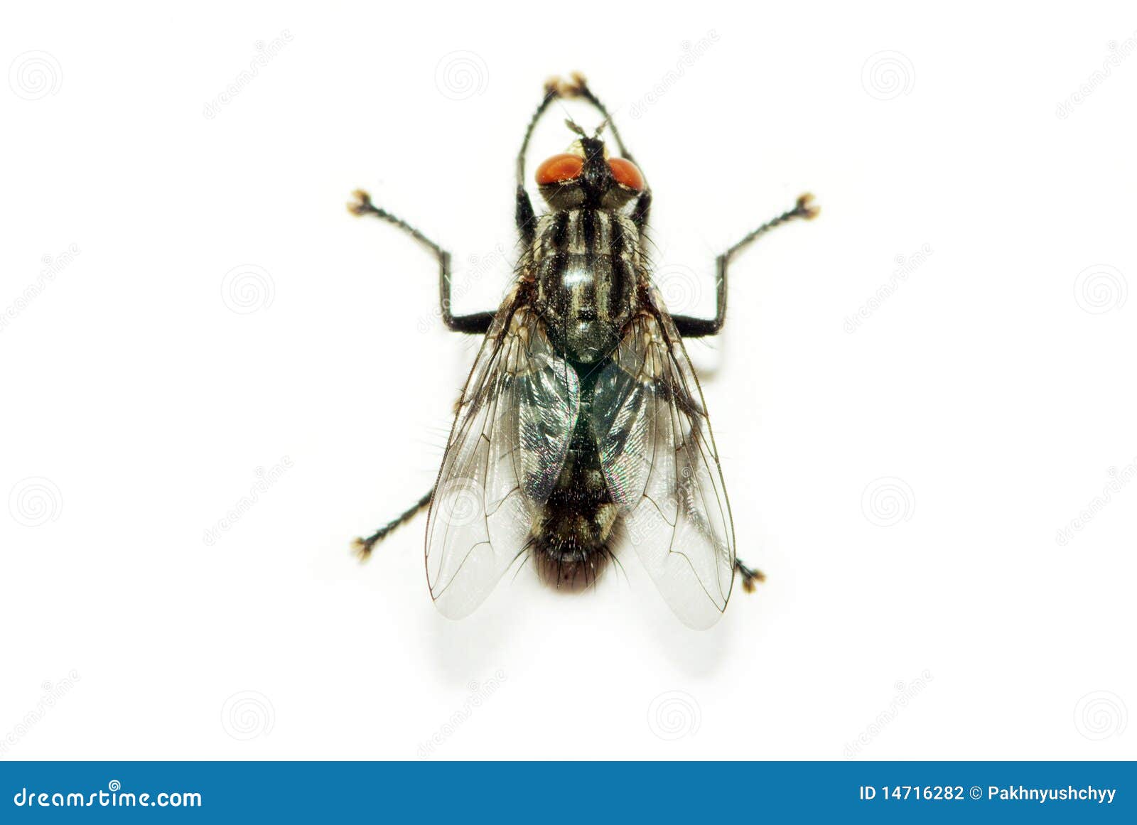 Fly stock photo. Image of background, creepy, irritate - 14716282