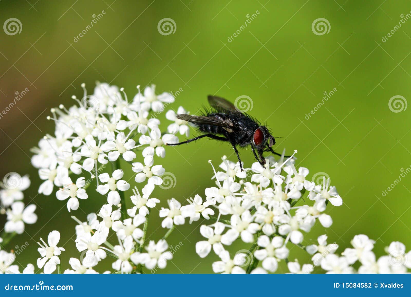 Fly stock photo. Image of nature, nectar, close, petals - 15084582