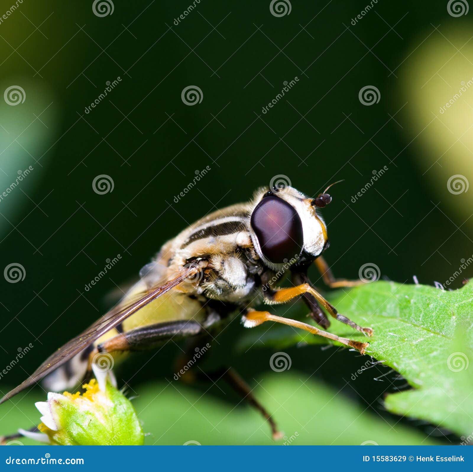Fly stock image. Image of fast, close, garden, grass - 15583629
