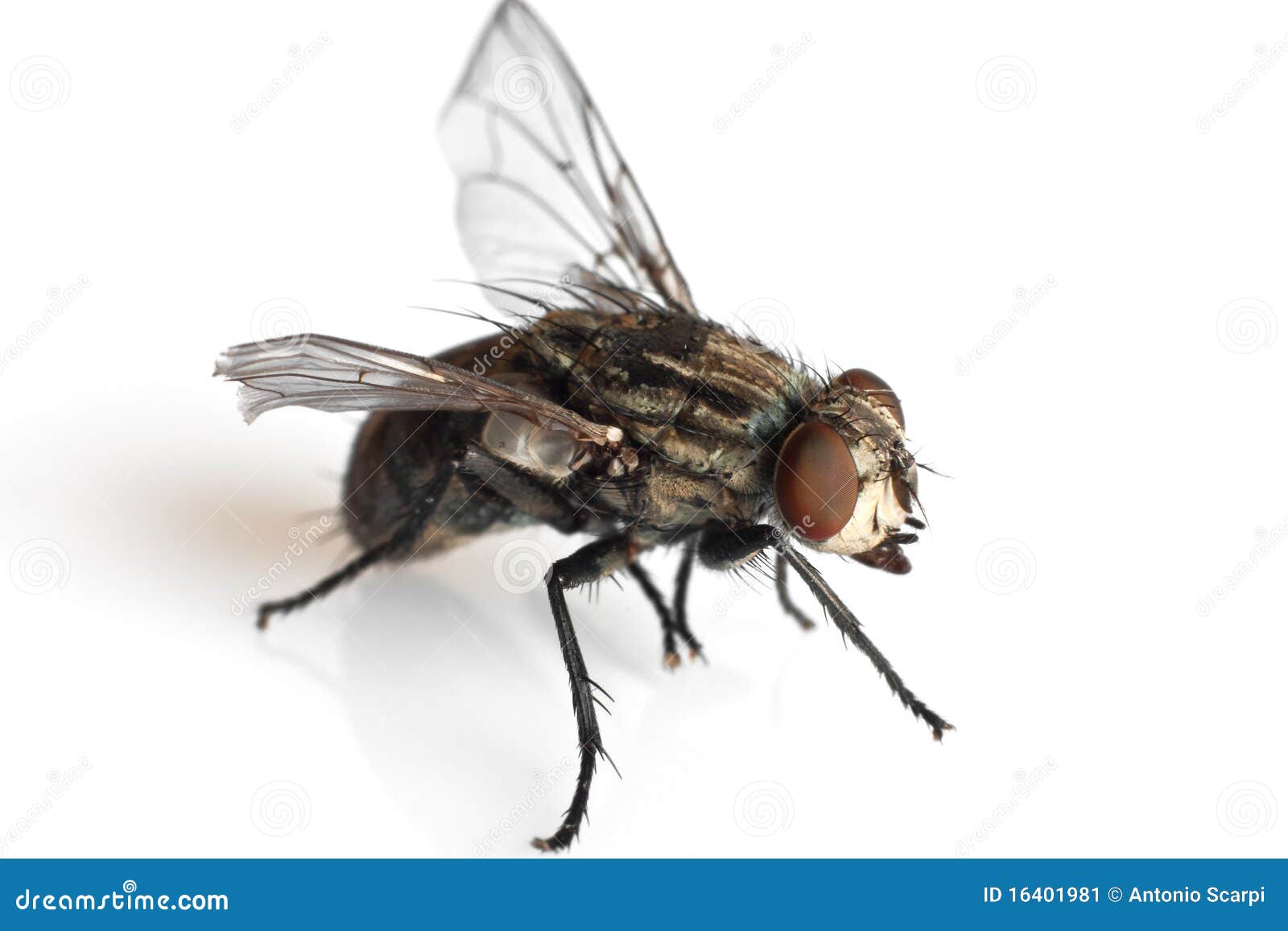 Fly stock image. Image of natural, background, animals - 16401981