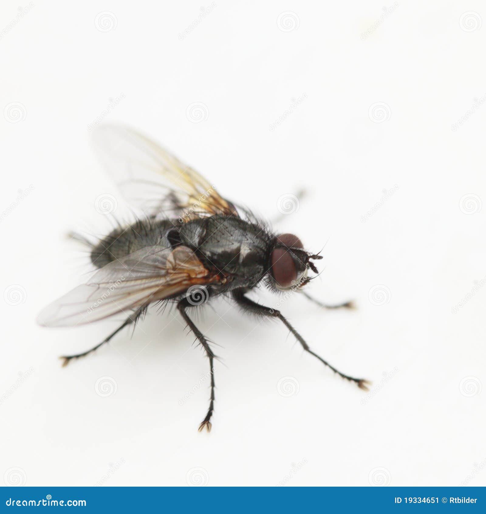 Fly stock image. Image of irritate, close, musca, house - 19334651