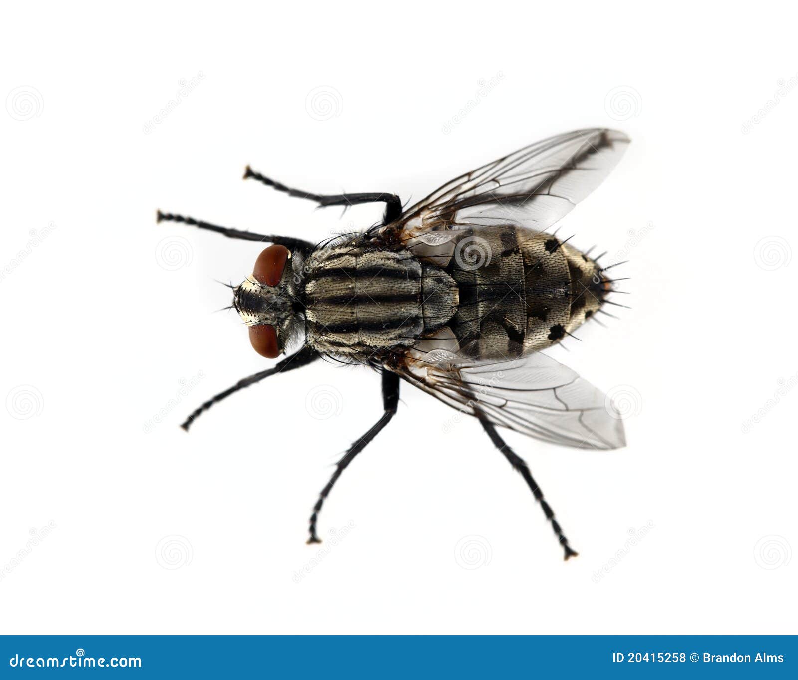 Fly stock photo. Image of pest, small, wildlife, details - 20415258