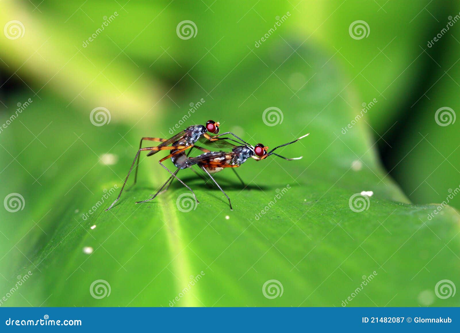 Fly stock image. Image of wing, brim, limb, flank, moth - 21482087