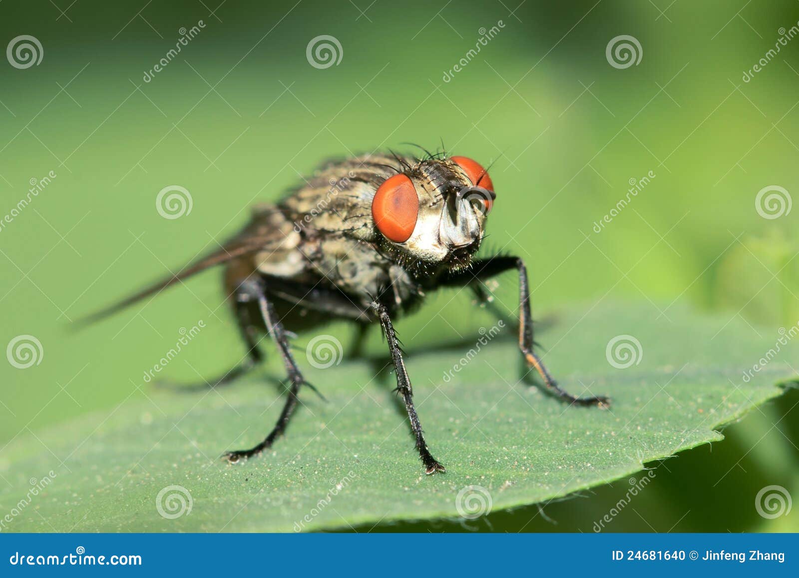Fly stock photo. Image of gray, eyes, insect, nature - 24681640