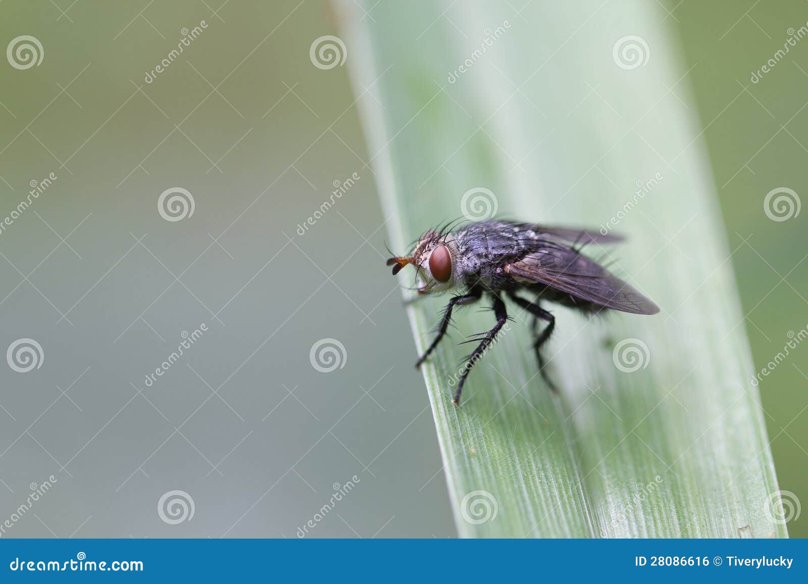 Fly stock photo. Image of life, cruel, flesh, head, dirty - 28086616