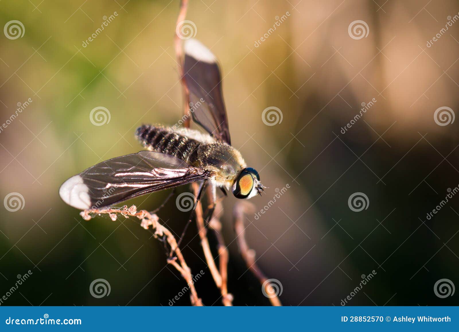 Fly stock photo. Image of closeup, detail, compound, invertebrate ...