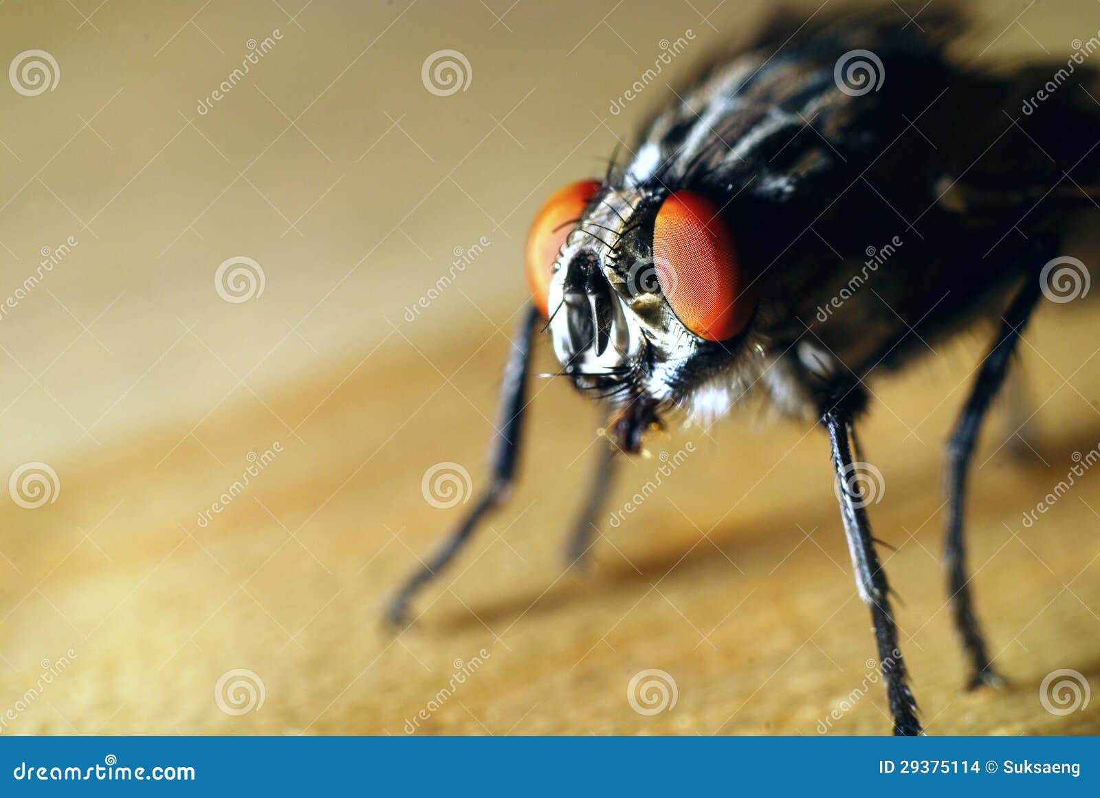 Fly stock photo. Image of insect, closeup, animals, tiny - 29375114