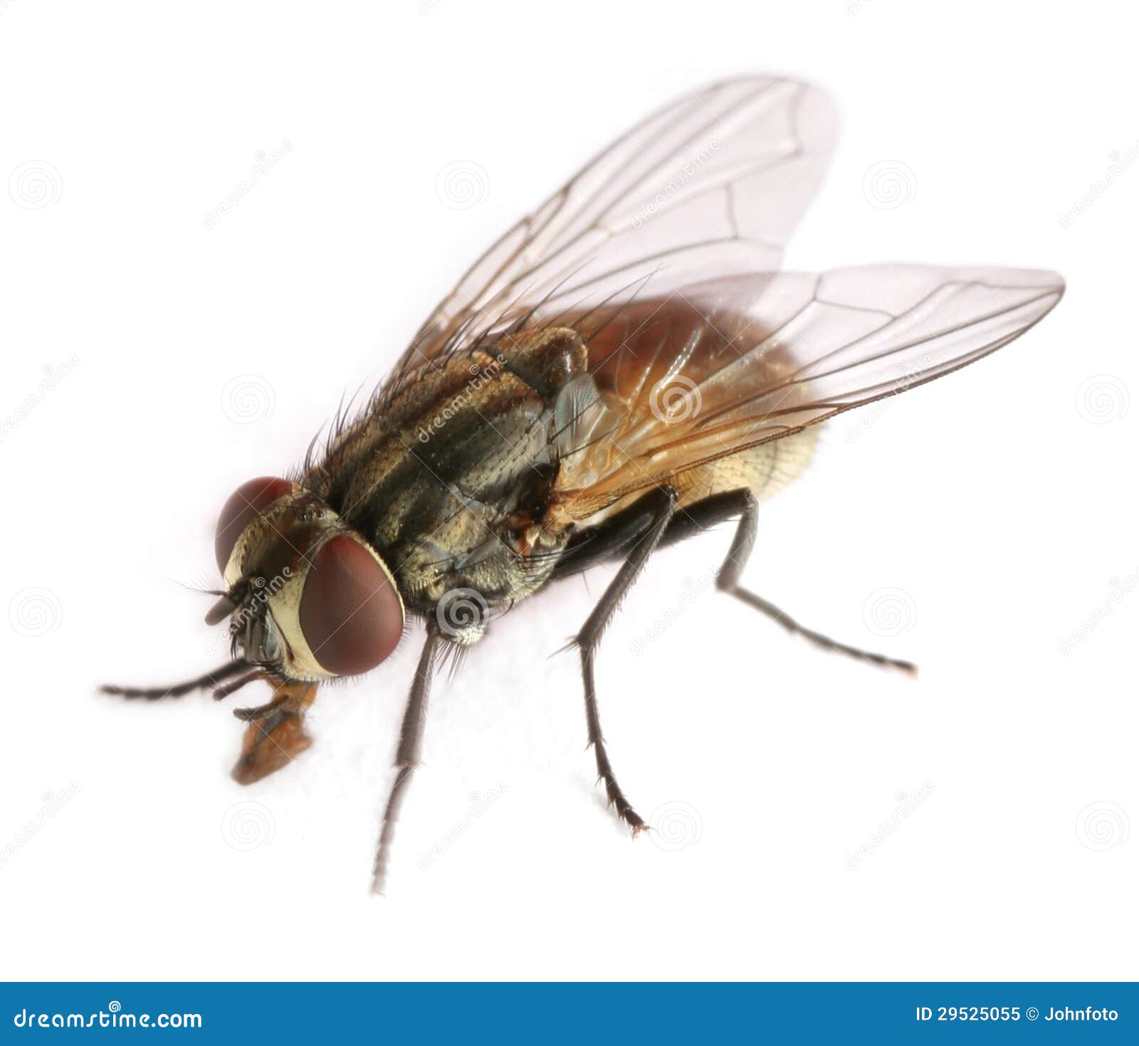 Fly Royalty Free Stock Photo - Image: 29525055