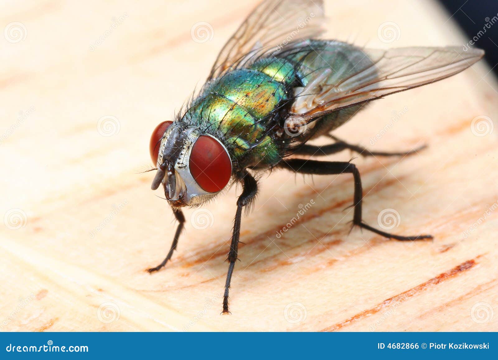 Fly stock photo. Image of copy, space, body, buzz, hairy - 4682866